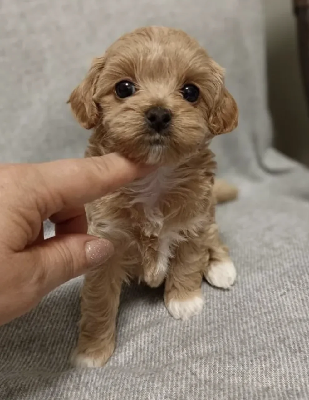 Maltipoo i Toy pudle štenci