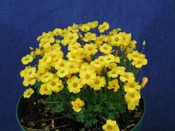 Oxalis lobata - Zuta ukrasna detelina