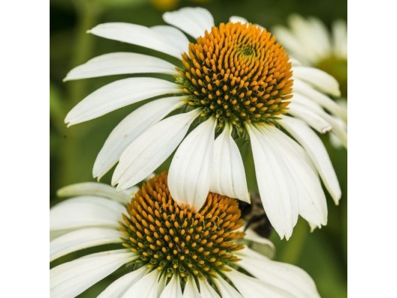 Ehinacea - Echinacea white swan BELA