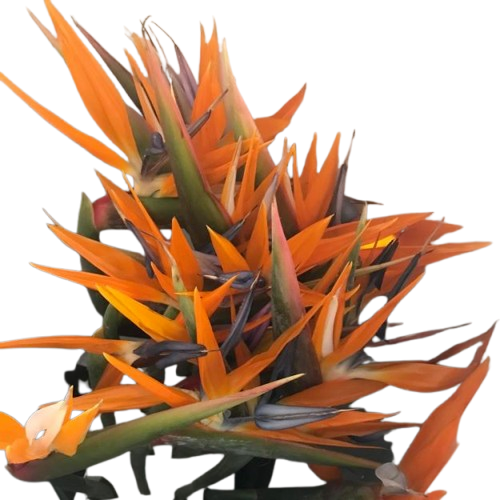 STRELITZIA