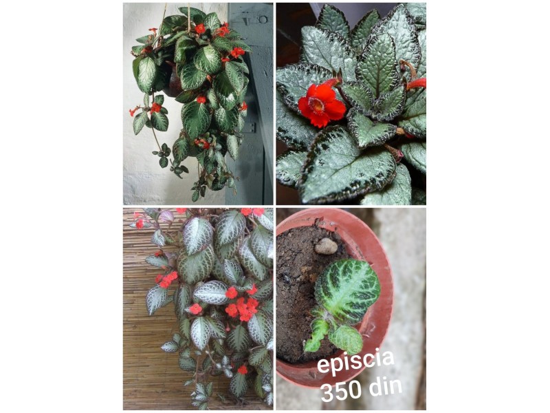 EPISCIA BILJKA