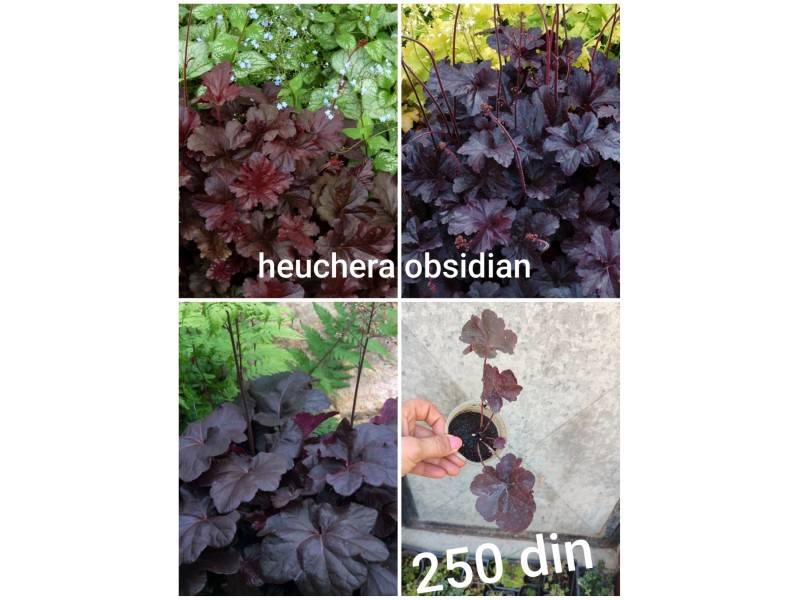 Heuchera obsidian biljka