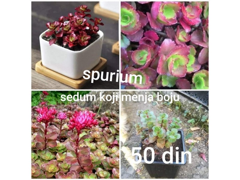 Sedum koji menja boju biljka