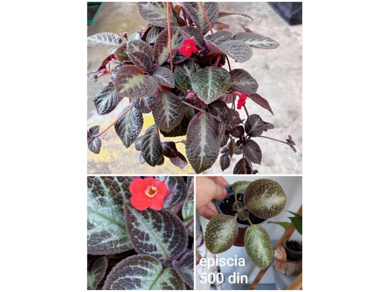 EPISCIA BILJKA RETKA VRSTA