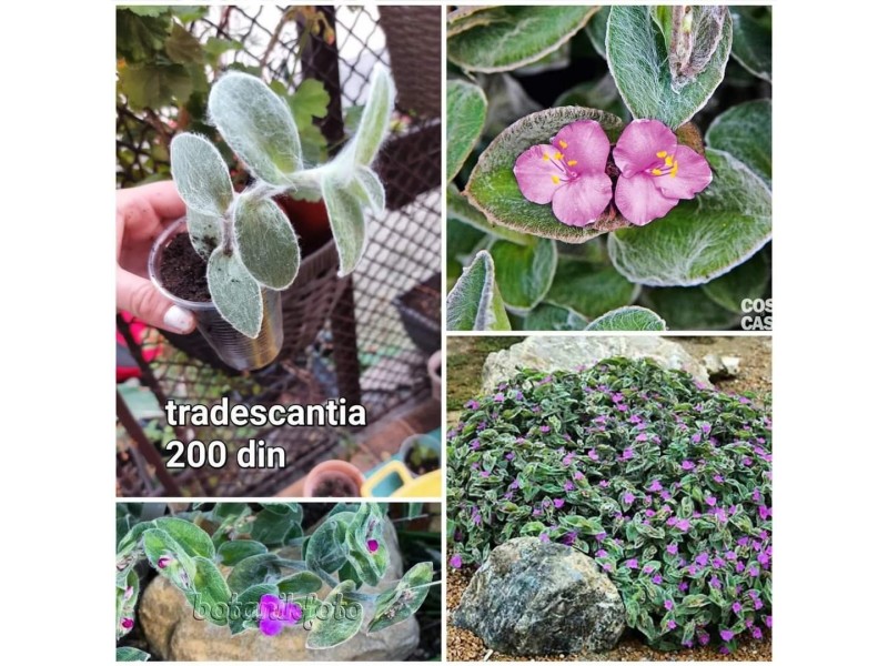 Tradescantia biljka