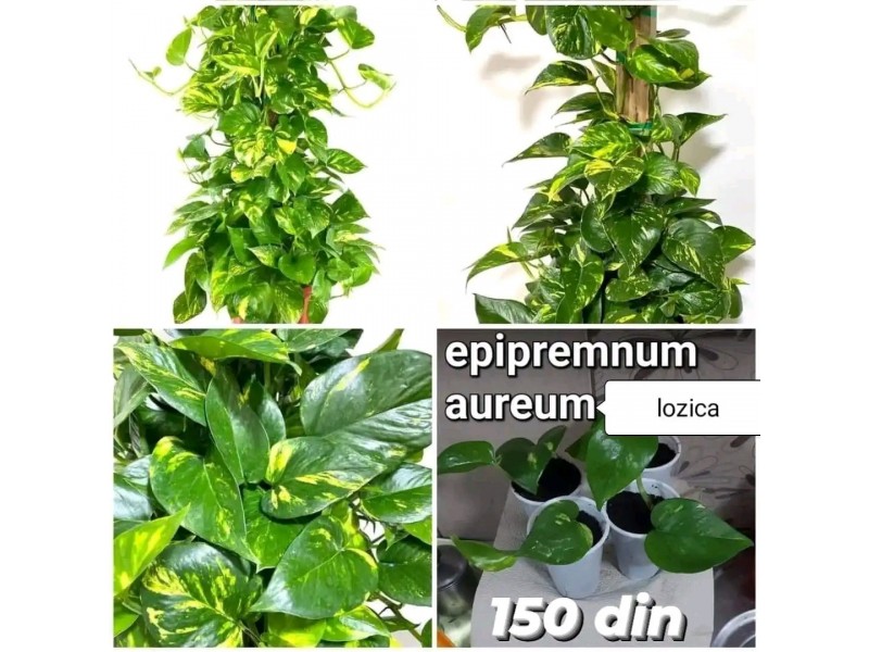 Epipremnum gold biljka