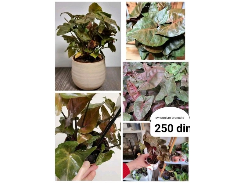 Syngonium broncate biljka