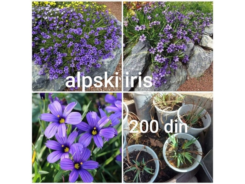 Alpski iris biljka