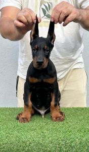 Doberman štenci vrhunskog porekla