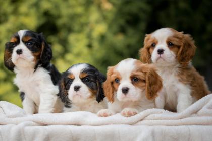 CAVALIER KING CHARLES spaniel štenci