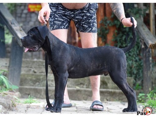 Cane Corso