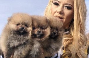 Pomeranac, Boo, Pomeranian štenci