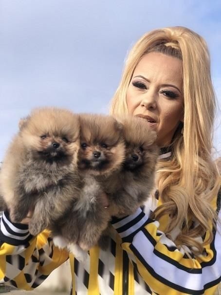 Pomeranski špic,Pomeranac,Pomeranian,Boo štenci