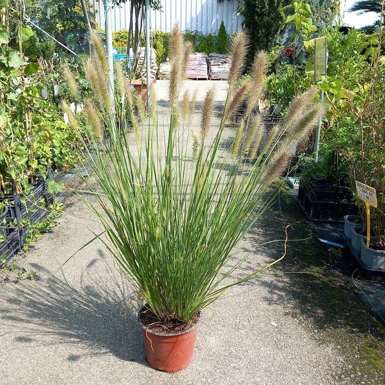 Pennisetum 90 cm