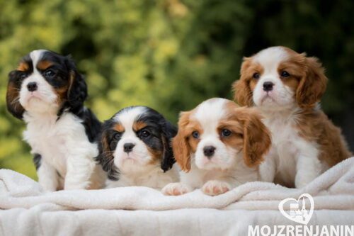 CAVALIER KING CHARLES spaniel štenci