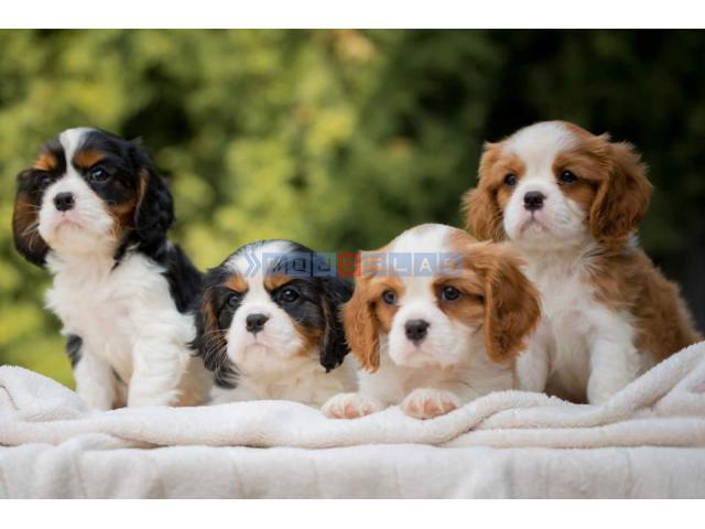 CAVALIER KING CHARLES spaniel štenci