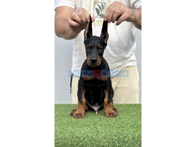 Doberman TOP štenci