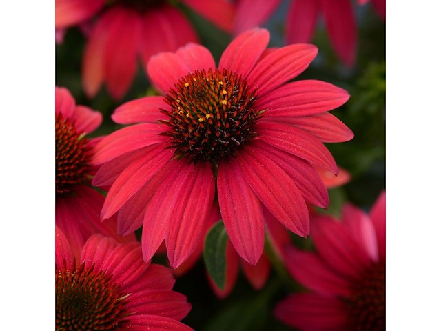 Ehinacea - Echinacea Red Pearl SEME