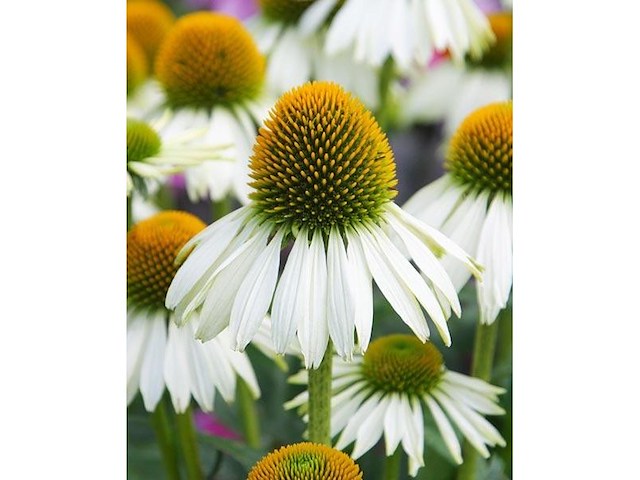 Ehinacea - Echinacea - White Swan SEME