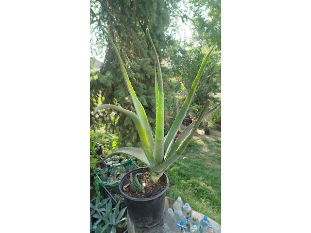 Aloe Vera - Aloe Barbadensis Miler- Medicinska aloe