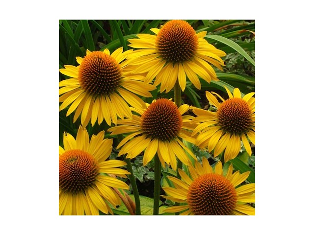 Ehinacea - Echinacea Fountain Yellow