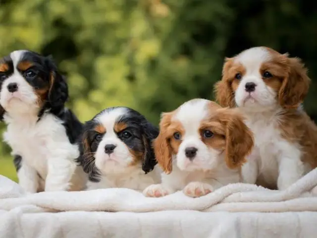 CAVALIER KING CHARLES  spaniel štenci