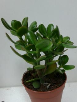 Drvo novca (Crassula ovata)