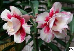 Adenium obesum /K04/ - 5 semenki