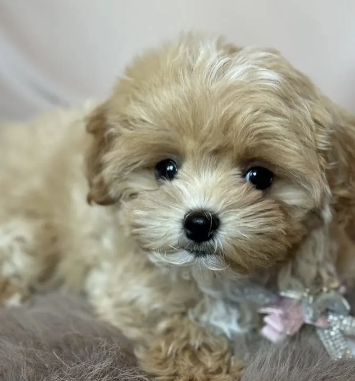 Maltipoo i Toy Pudle štenci