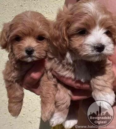 Mini Maltipoo štenci