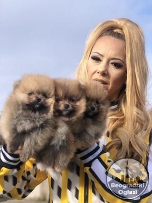 Pomeranac, Boo, Pomeranian štenci