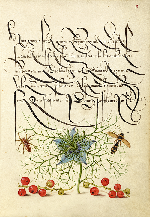 Spider, Love-in-a-Mist, Potter Wasp, and Red Currant (1561–1596)