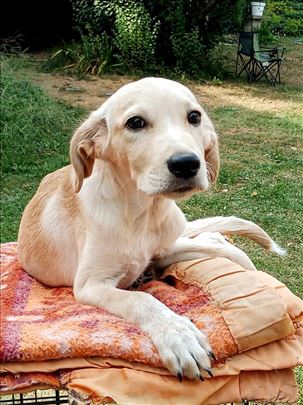 Štene labrador-retriver