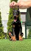 Doberman PRELEPI. štenci