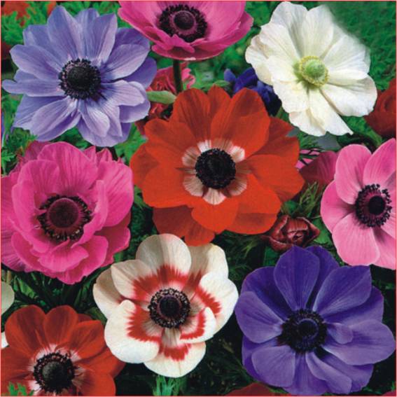 Anemone De Caen Mix-5 rizoma