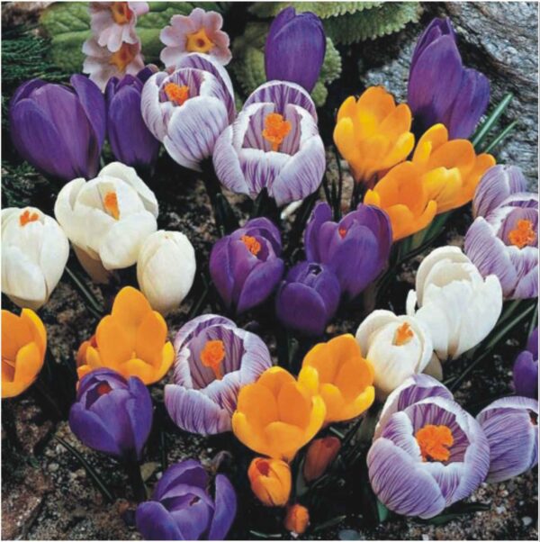 Crocus grandiflora mix-5 lukovica