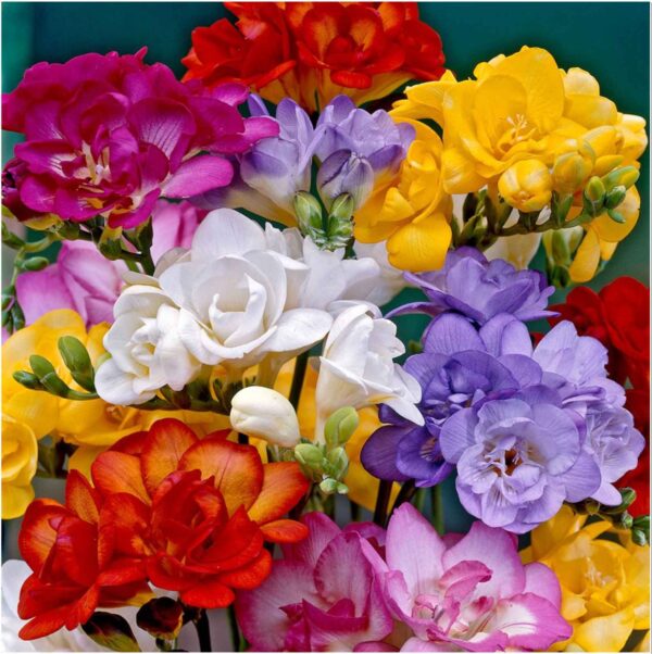 Freesia double mix -5 lukovica