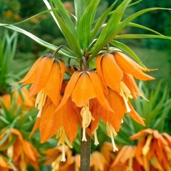 Fritillaria Imperialis Aurora – 1 lukovica