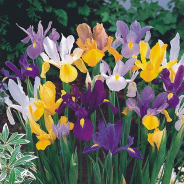 Iris Hollandica mix-5 lukovica