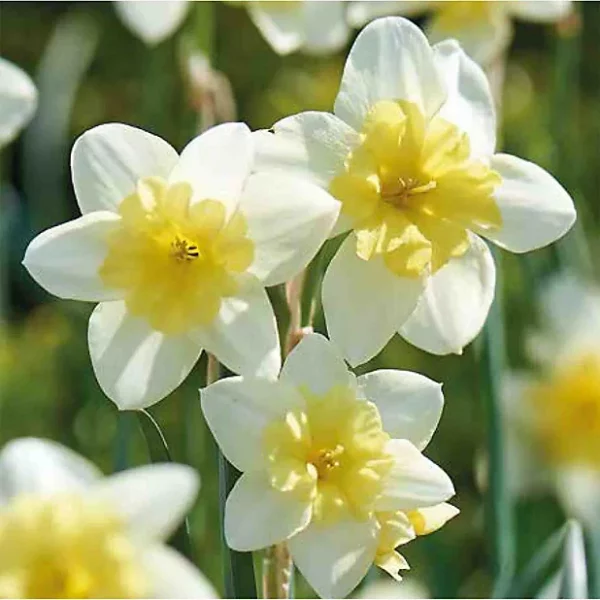 Narcis split Bella Estrella – 3 lukovice