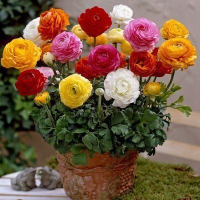 Ranunculus mix – Ljutić-5 lukovica