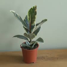 FICUS ELASTICA TINEKE