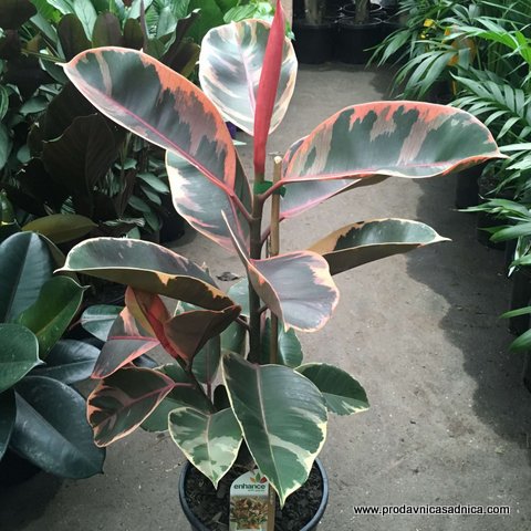 FICUS ELASTICA TINEKE