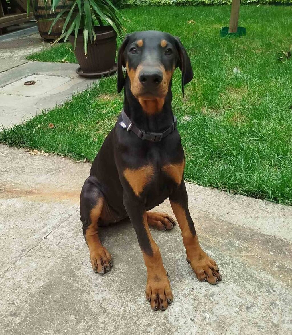 Doberman-štenci Doberman, štenci Cena: 350 eur Na prodaju prelepi