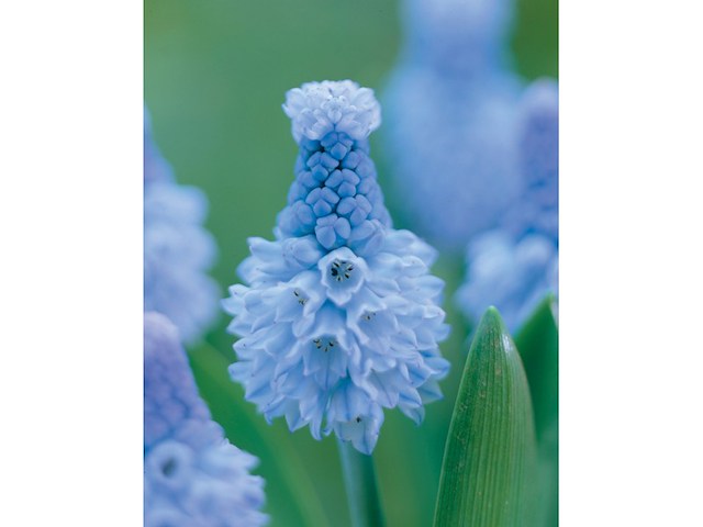 Muscari Azureum 5 lukovica