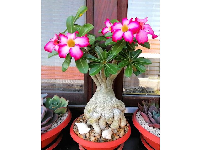 Adenium obesum (Pustinjska ruža)