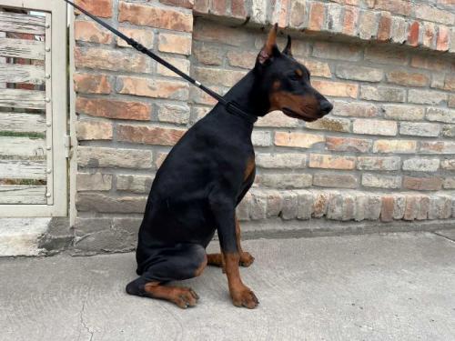 Doberman , štenci