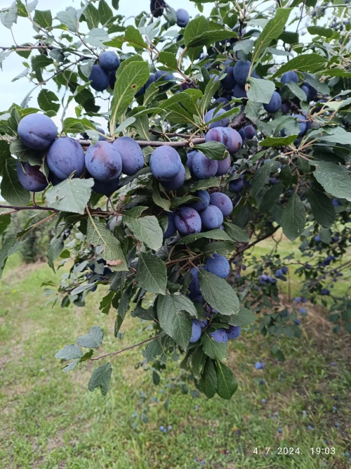 Domaća rakija