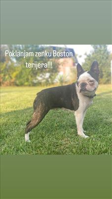 Poklanjam ženku Boston terijera