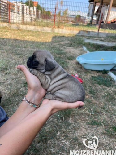 Francuski Buldog PRELEPI štenci